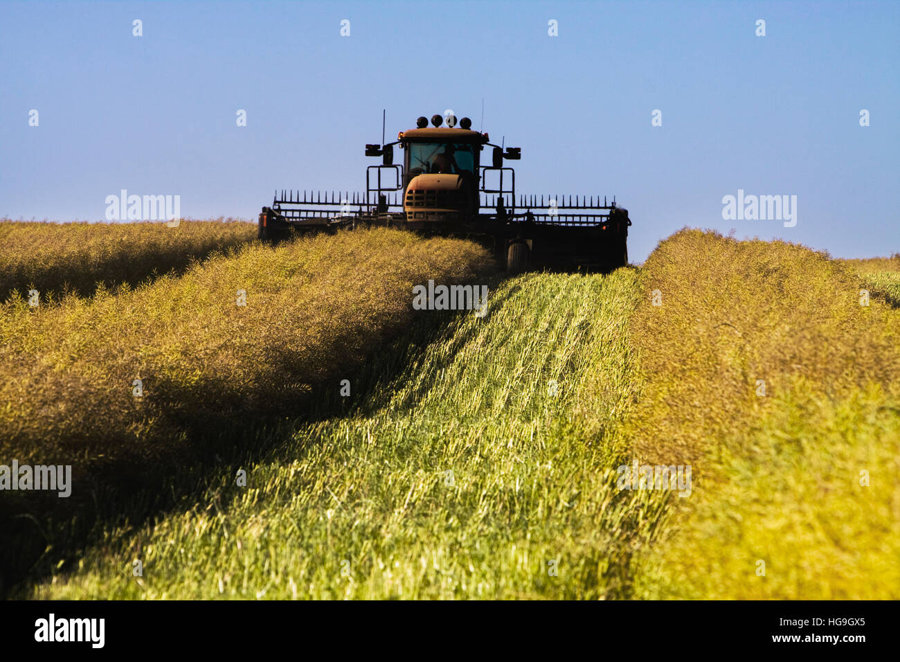 Harvesting an Australian canola crop that has already been cut and been ...