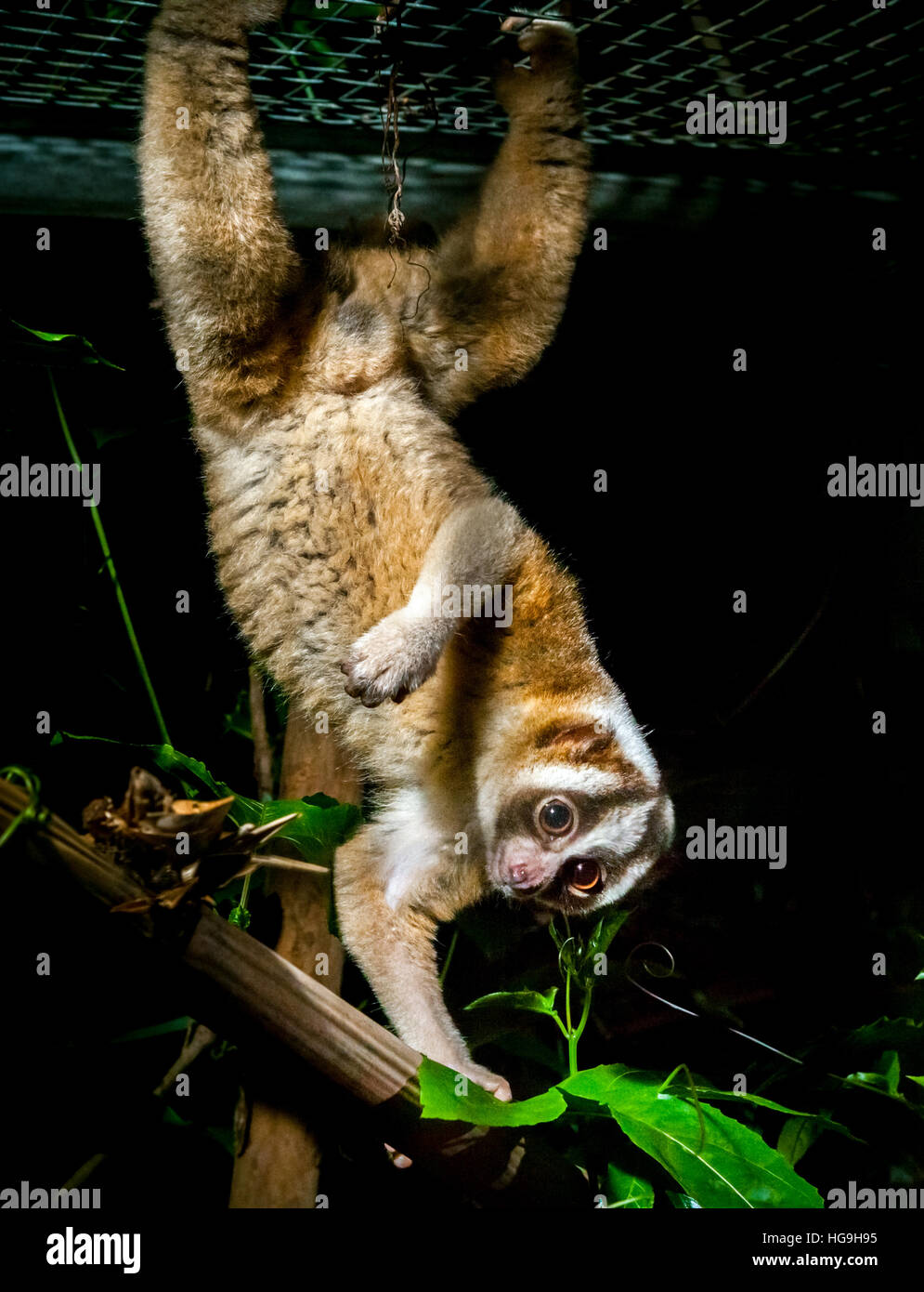Slow loris behaviour hi-res stock photography and images - Alamy