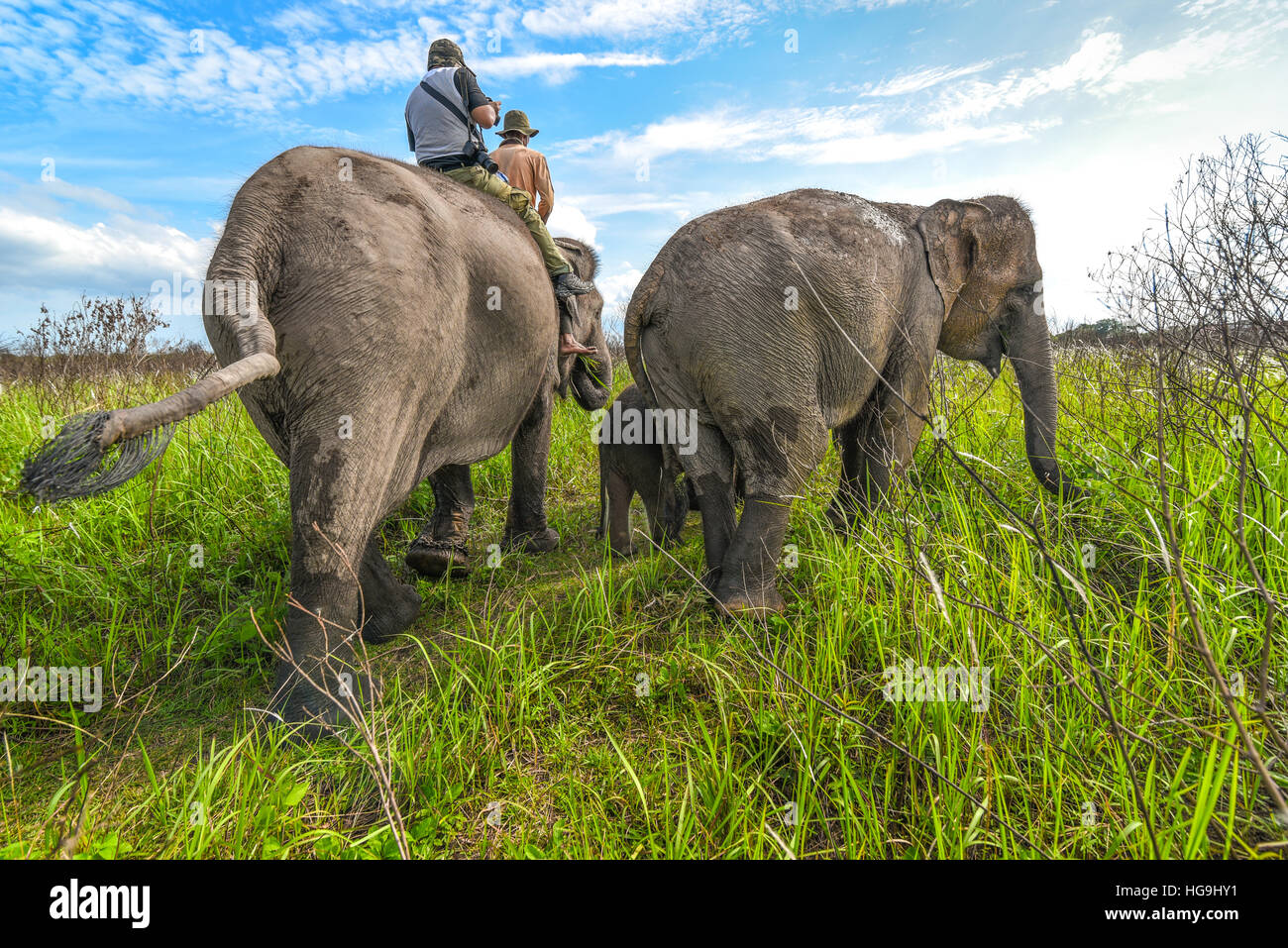 Elephant riding in Way Kambas National Park, Lampung, Sumatra ...