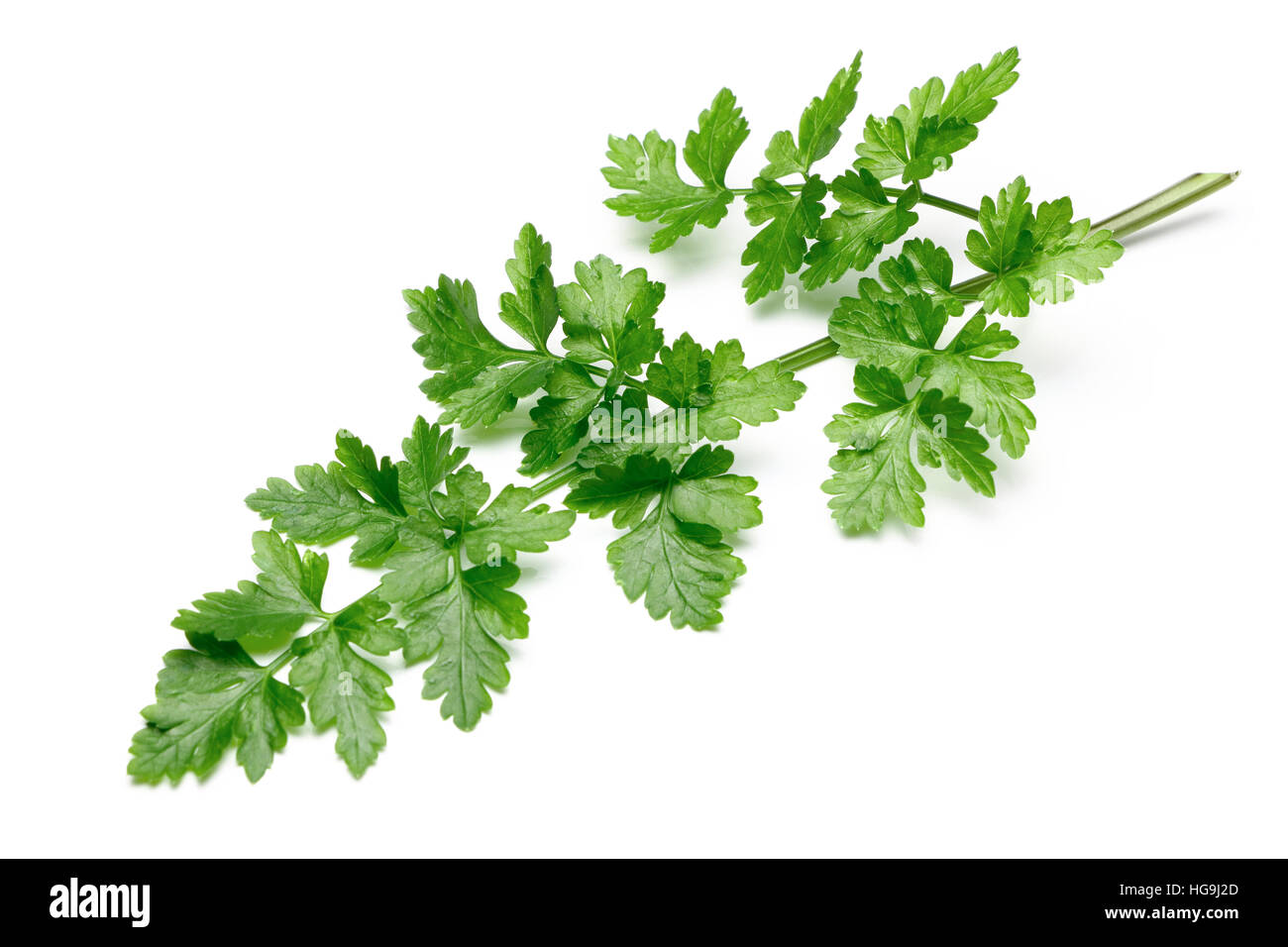 Parsley isolated on white background Stock Photo - Alamy