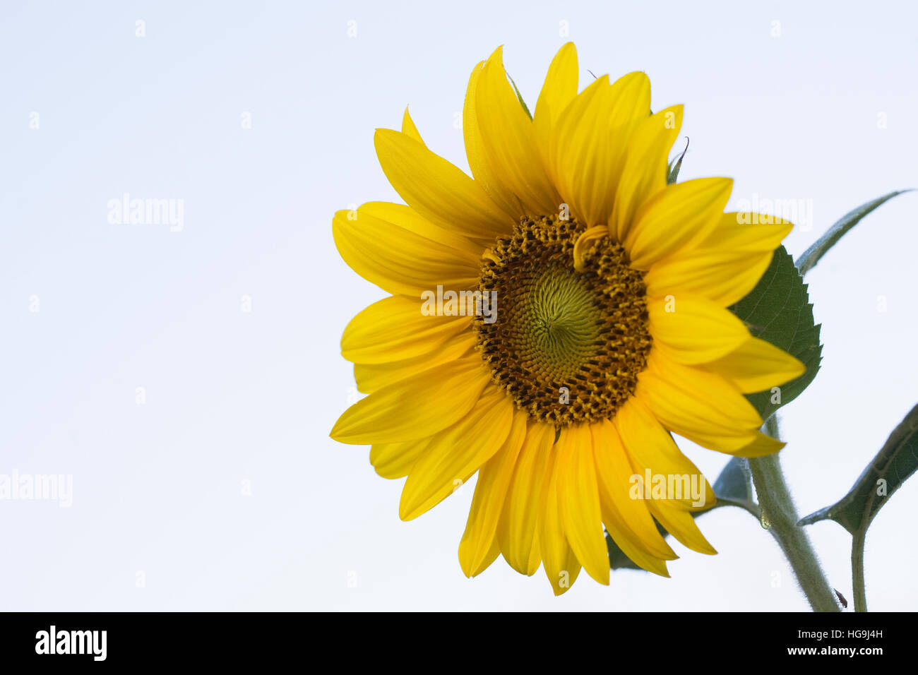 Single sunflower hi-res stock photography and images - Alamy