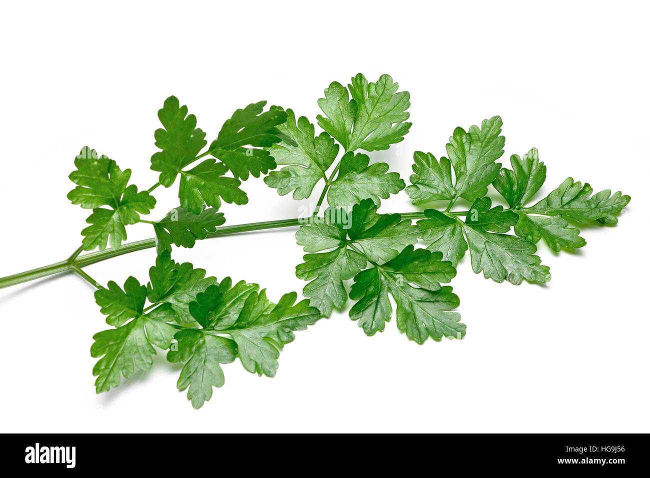 Parsley isolated on white background Stock Photo - Alamy