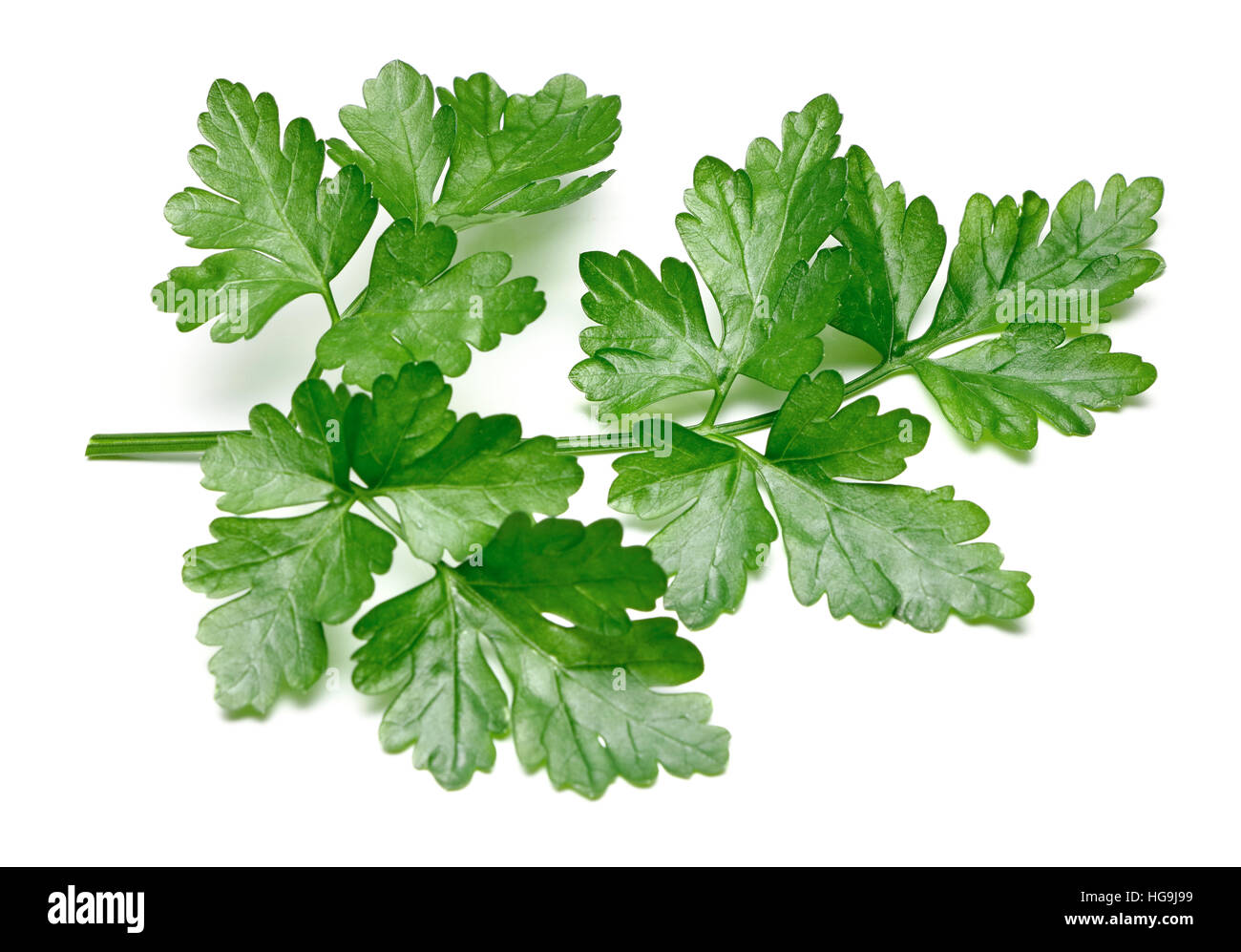 Parsley isolated on white background Stock Photo - Alamy