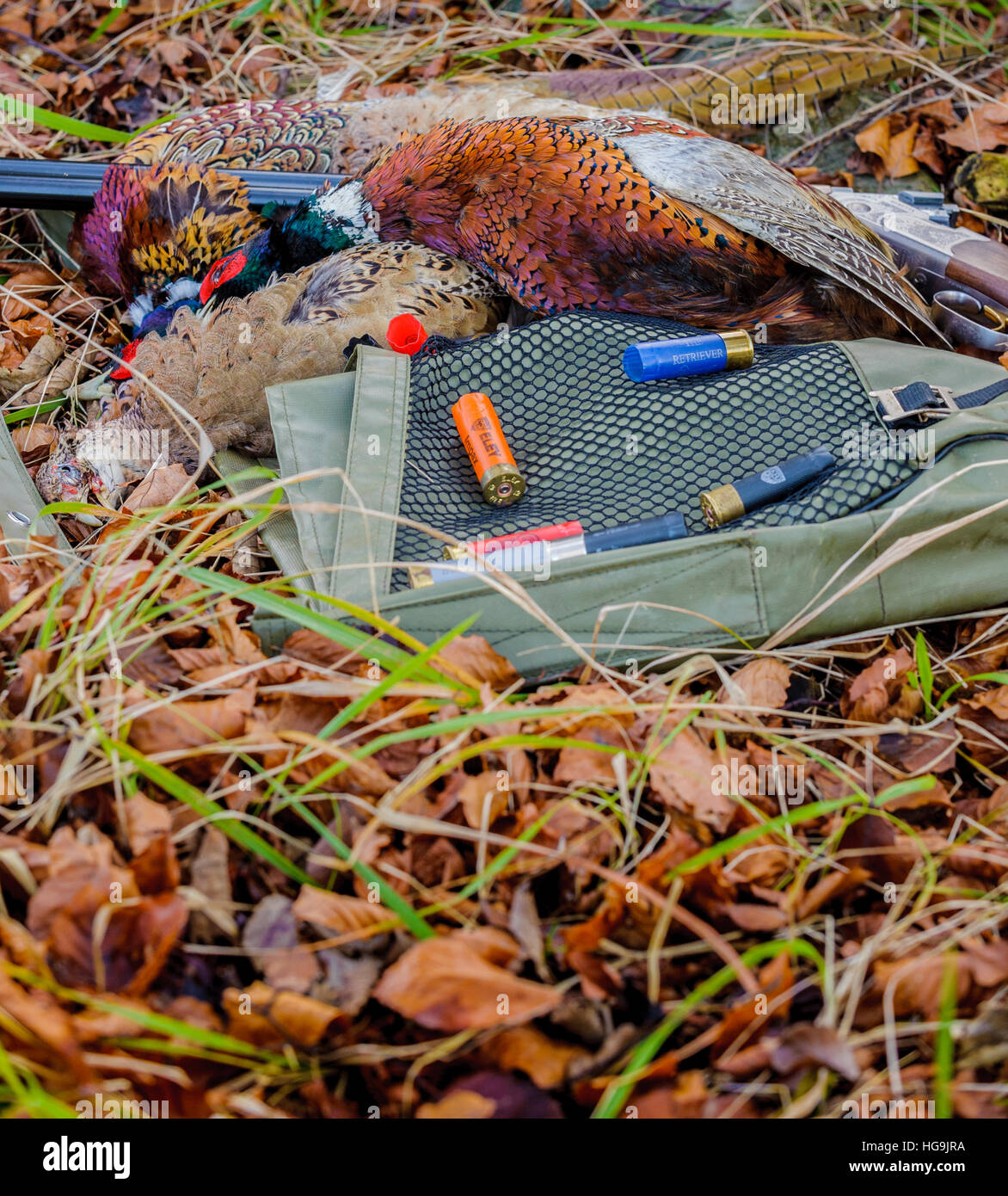 End of a days shooting, a pheasant with a shotgun and empty cartridges ...