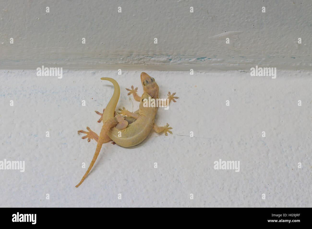 close up House lizard breeding on wall Stock Photo - Alamy