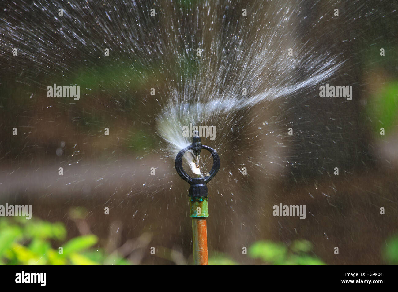 irrigation of agricultural field, water sprinkler Stock Photo - Alamy