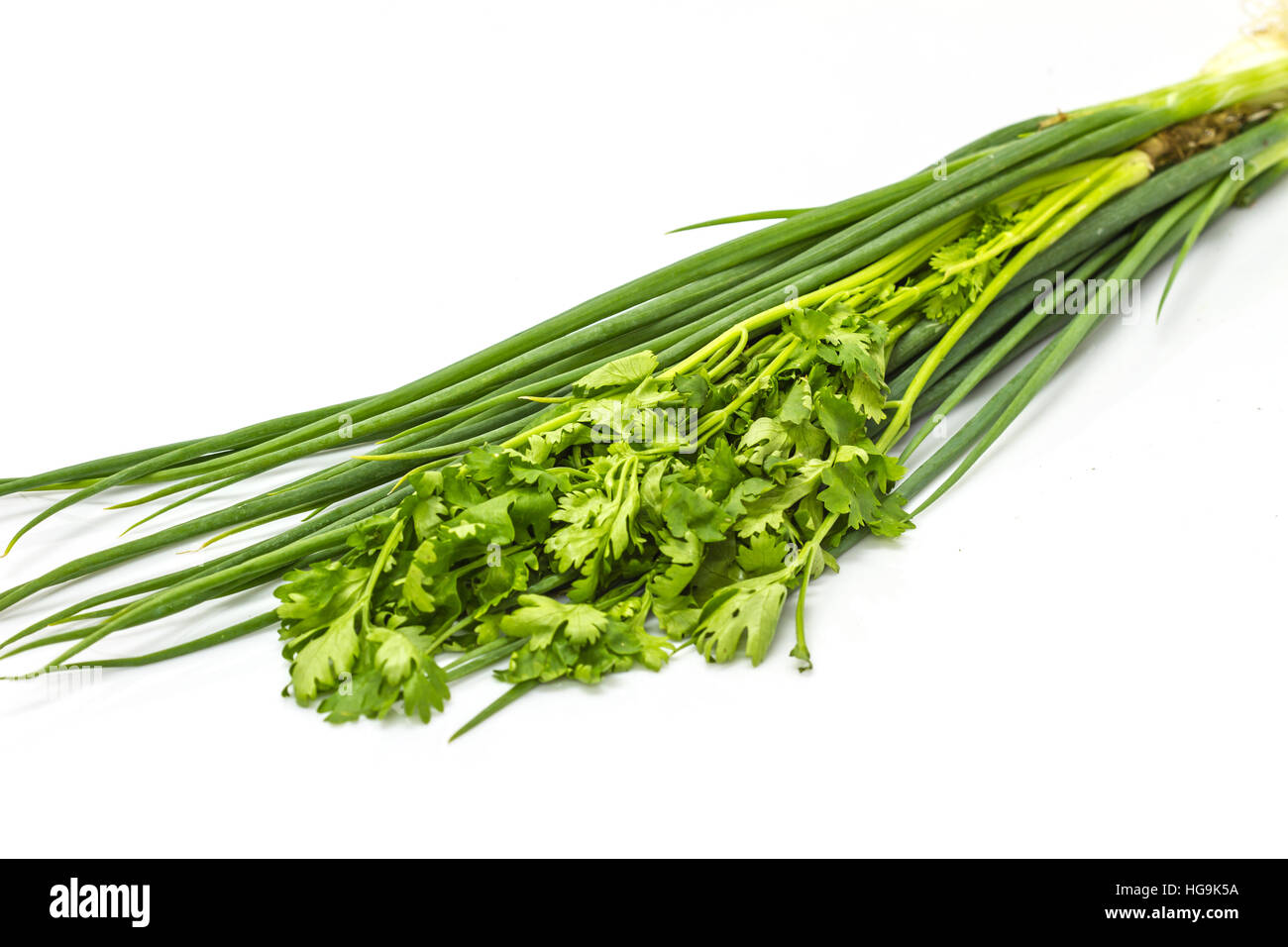 bunch of fresh cilantro and Spring onions on white background Stock ...