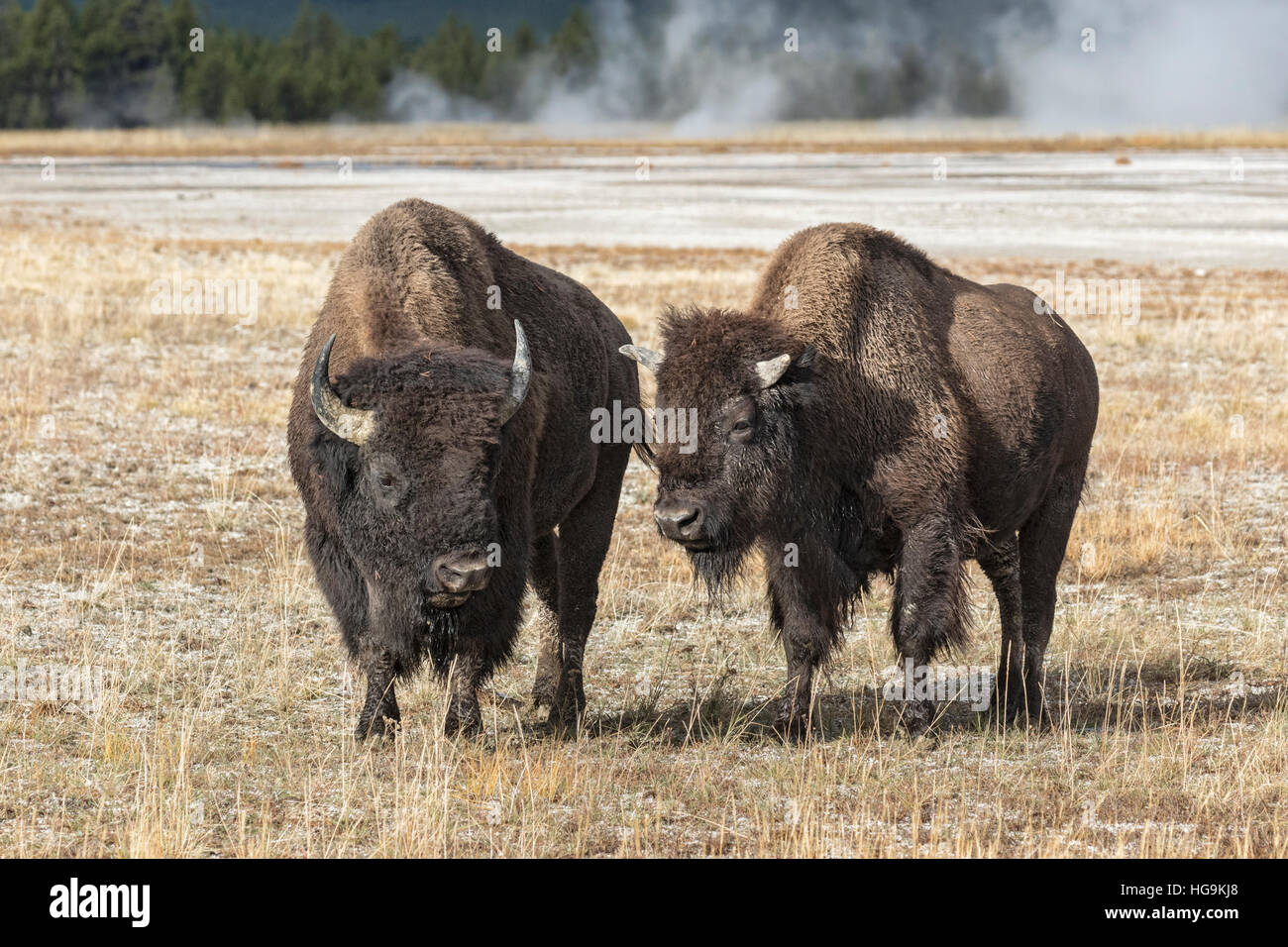 American Bison - courtship Stock Photo - Alamy
