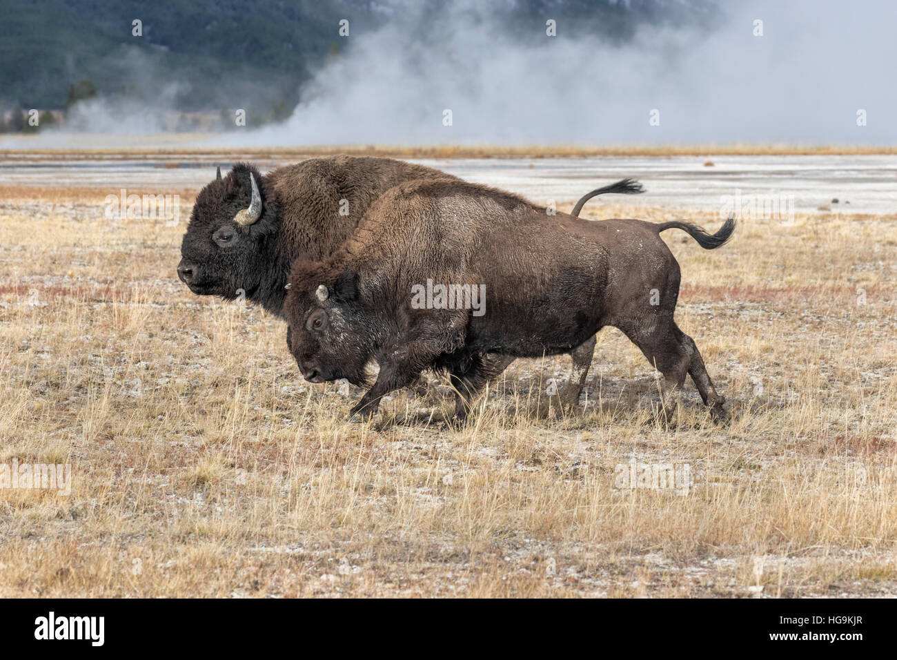 American Bison - courtship chase Stock Photo - Alamy