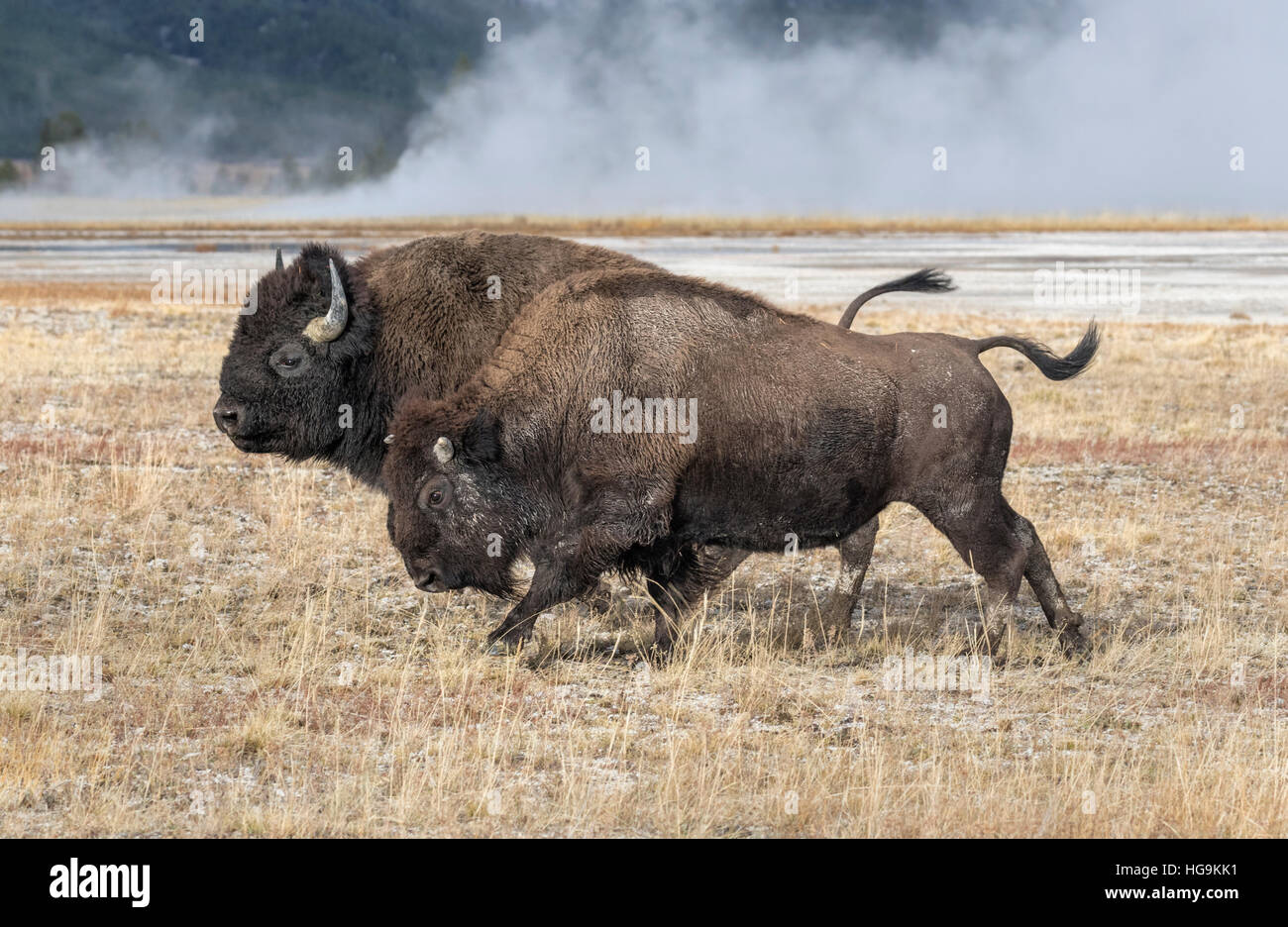 American Bison - courtship chase Stock Photo - Alamy