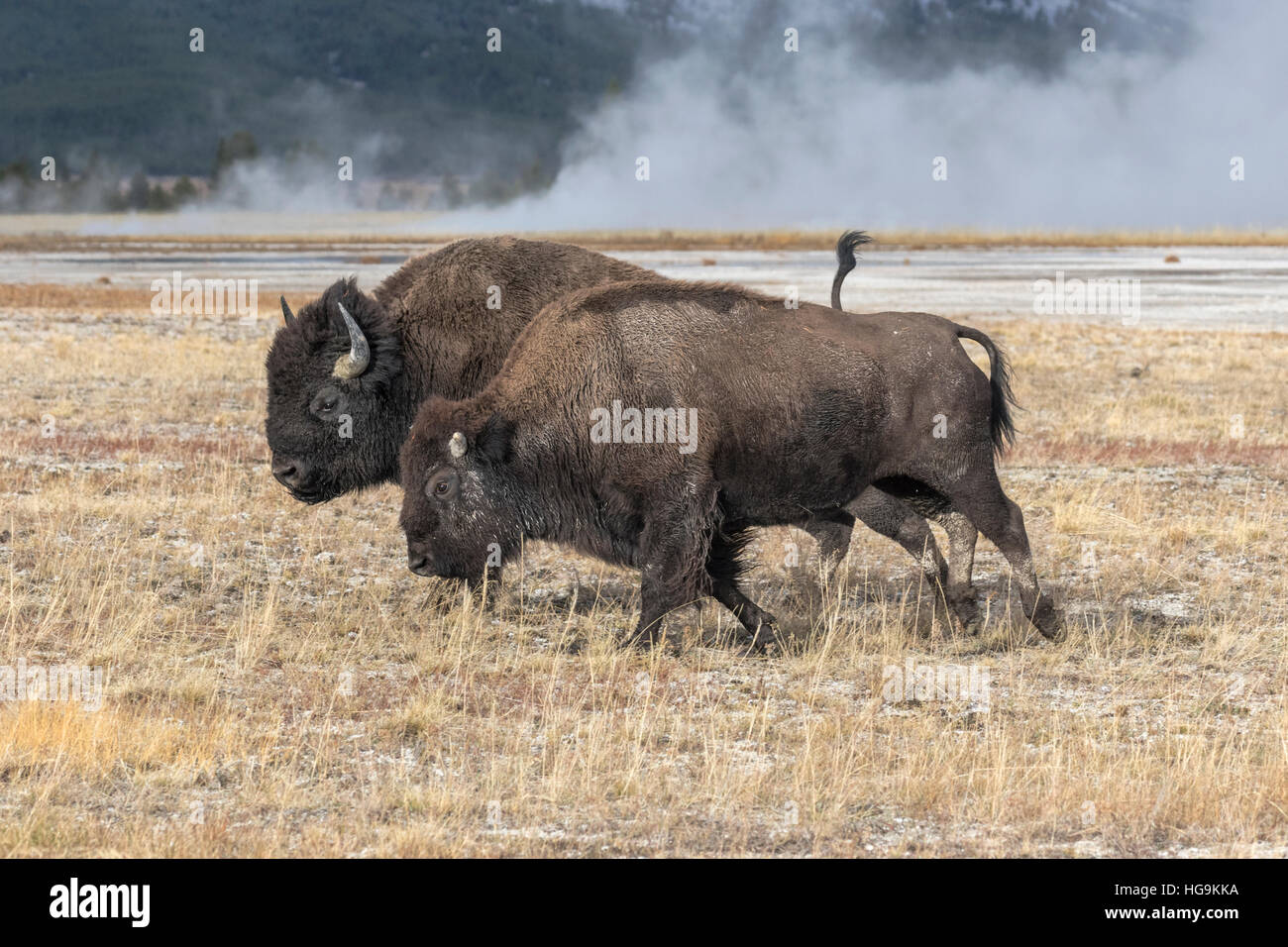 American bison running hi-res stock photography and images - Alamy