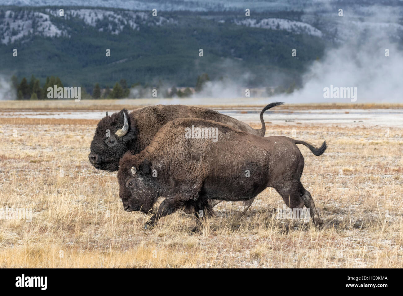 American Bison - courtship chase Stock Photo - Alamy