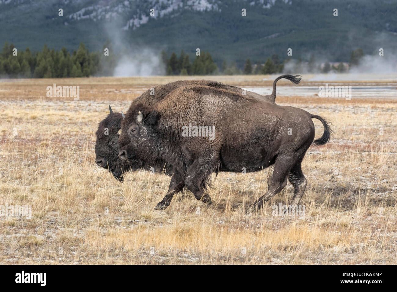 American bison running hi-res stock photography and images - Alamy