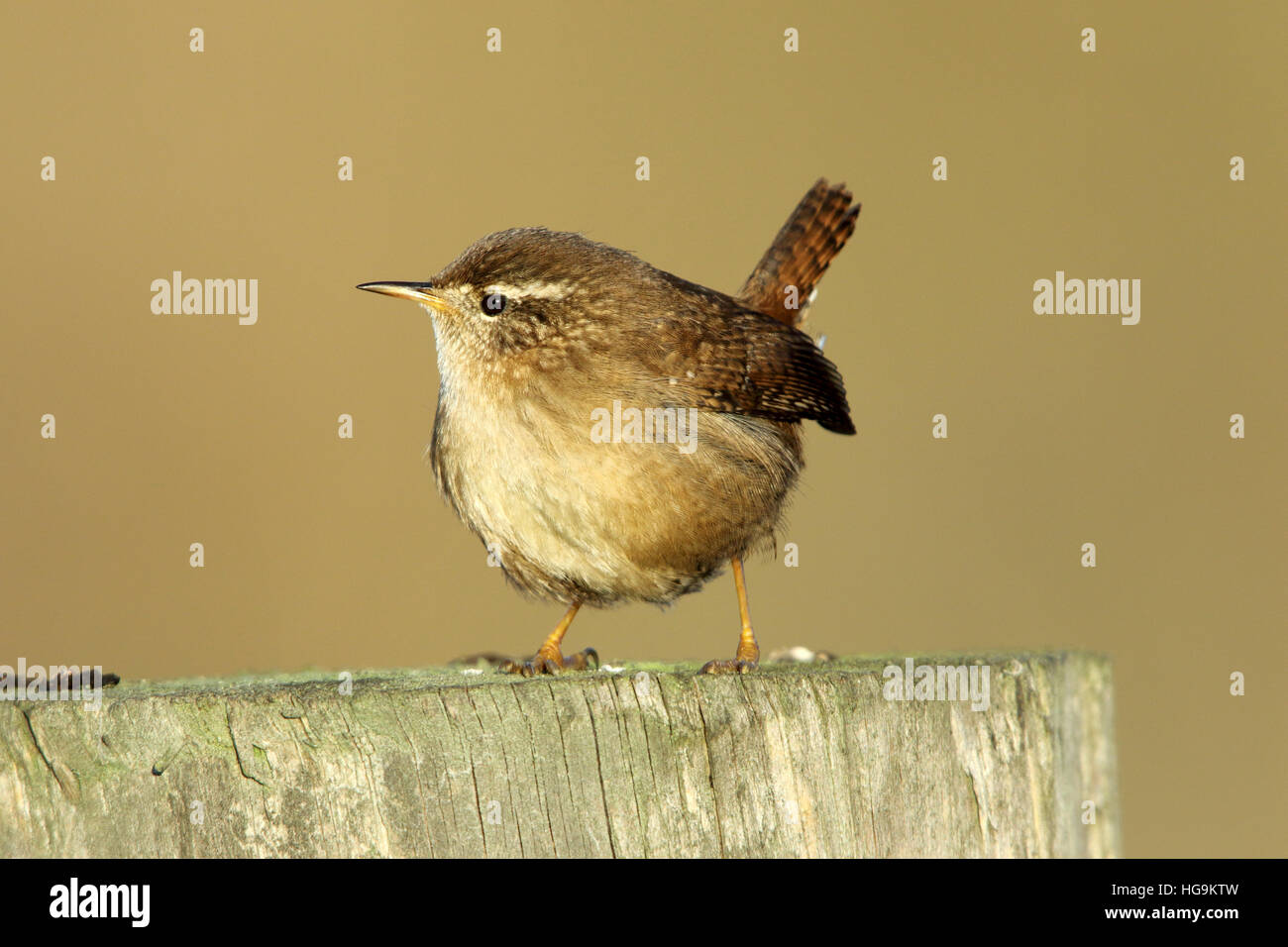 Male eurasian wren hi-res stock photography and images - Alamy
