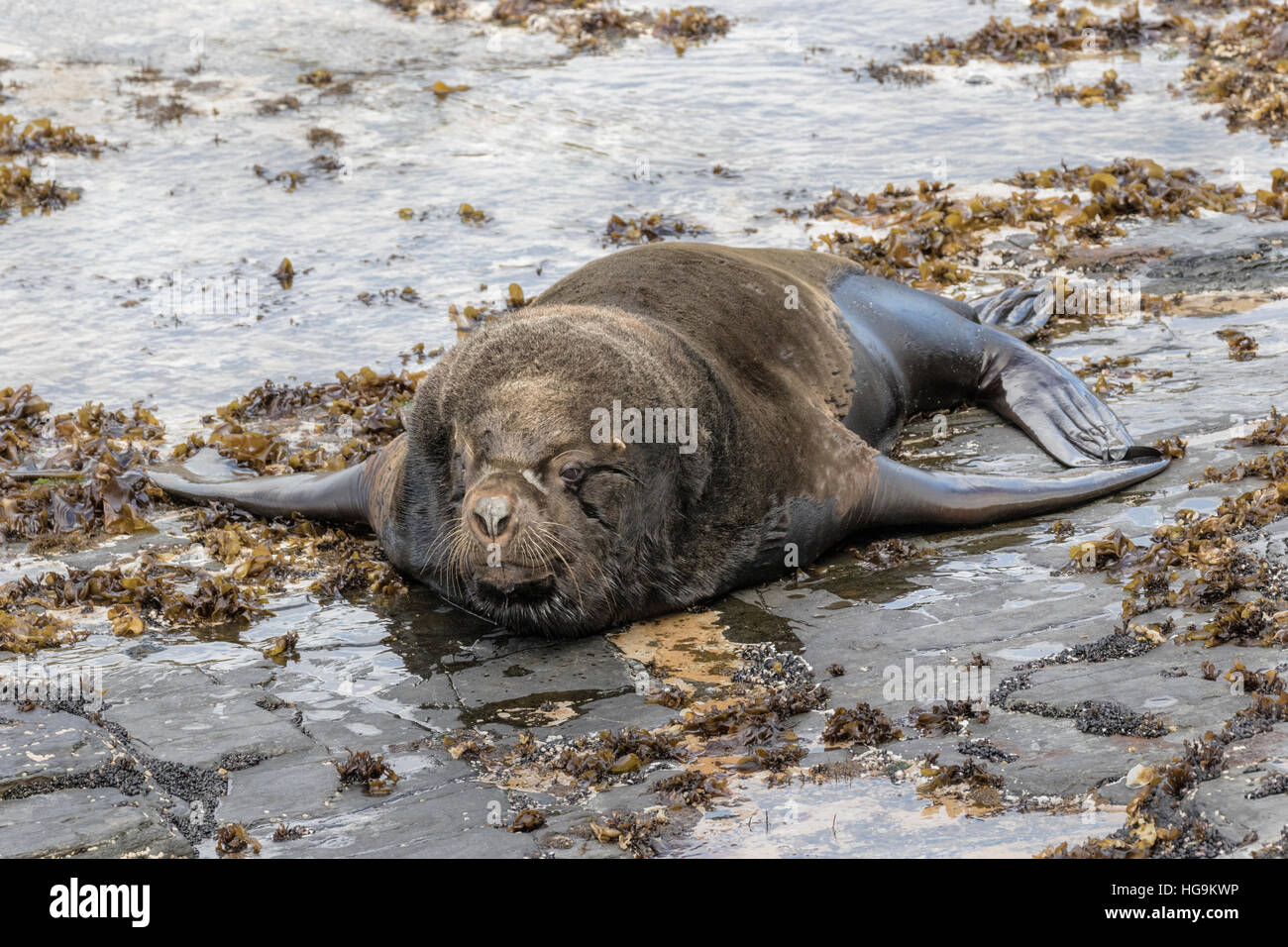 Adult south american sea lion hi-res stock photography and images - Alamy