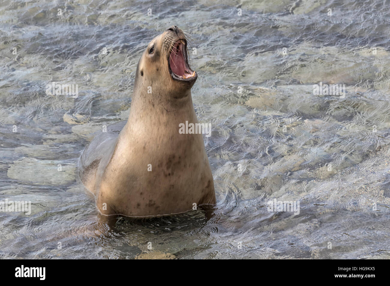 Lion roar female hi-res stock photography and images - Alamy