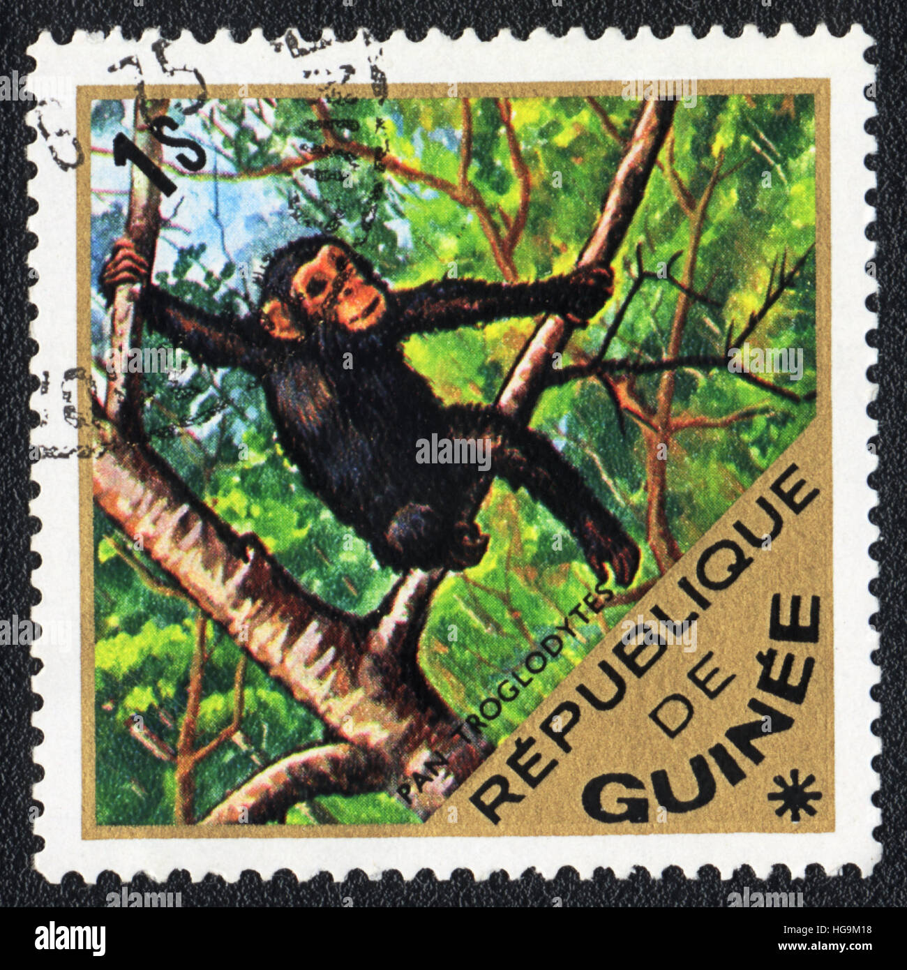 A postage stamp printed in Republic of Guinea shows monkey Common ...