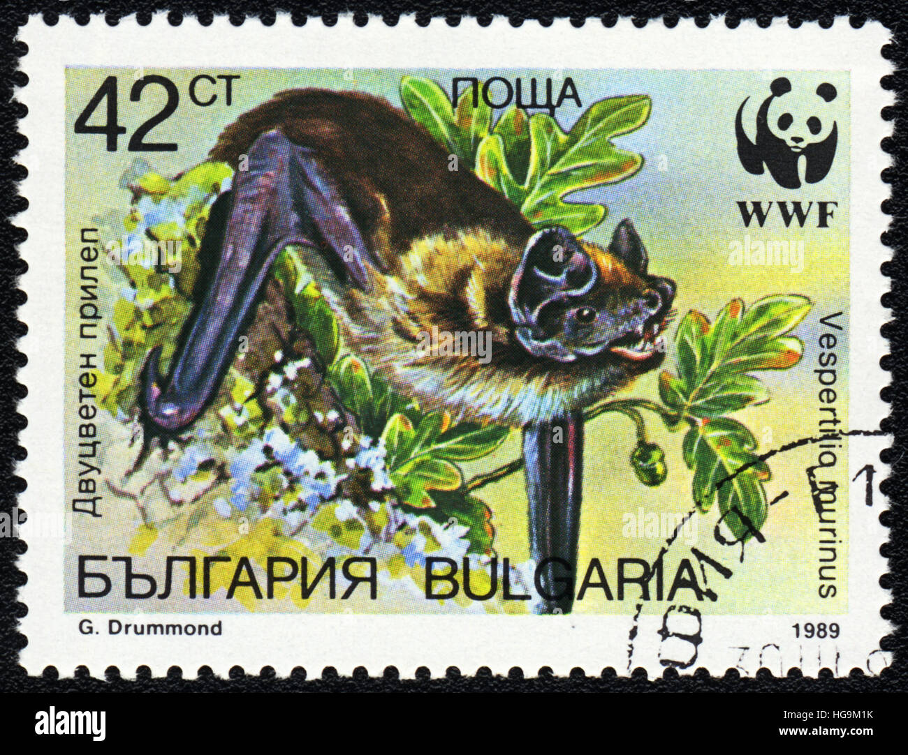 Species vespertilio murinus hi-res stock photography and images - Alamy