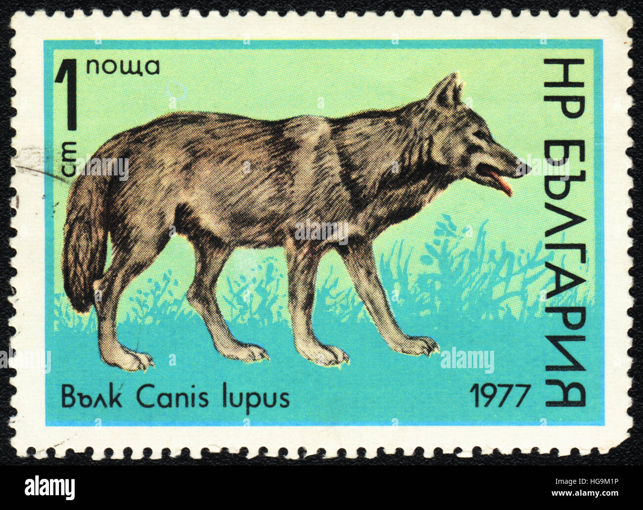 A postage stamp printed in Bulgaria shows wolf Canis lupus, 1977 Stock ...