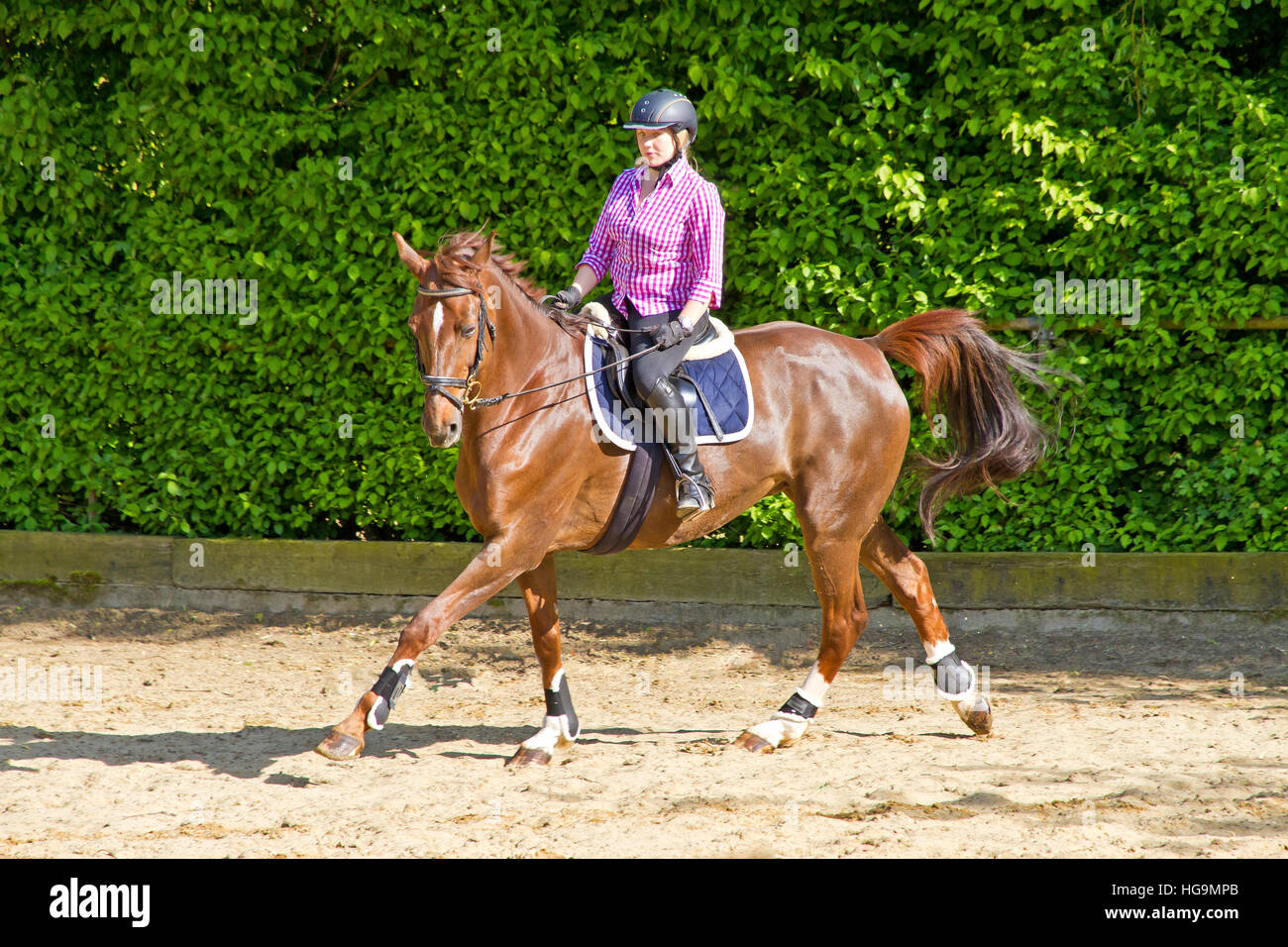 Training young horse hi-res stock photography and images - Alamy