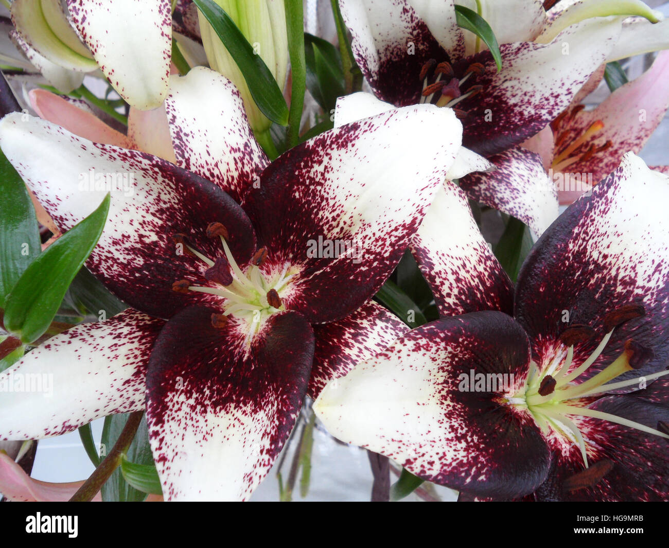 Bunch of Blooming White and Purple Two-tone Lilies Stock Photo - Alamy
