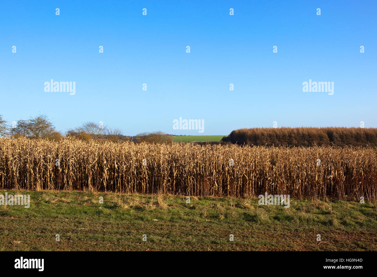 Dry maize plants in an English winter landscape grown for game bird ...