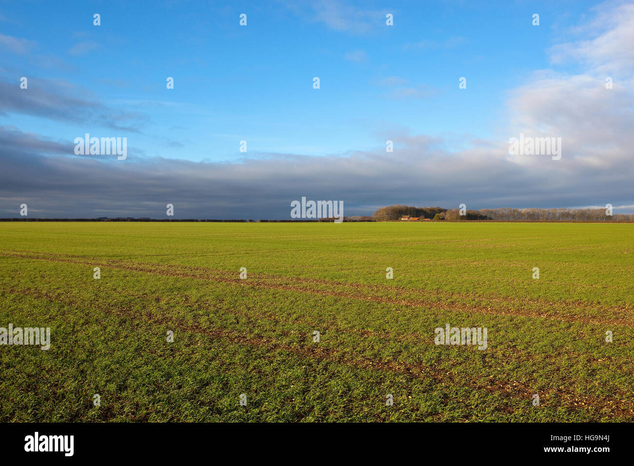 English landscape with a green winter wheat field and farm with trees ...