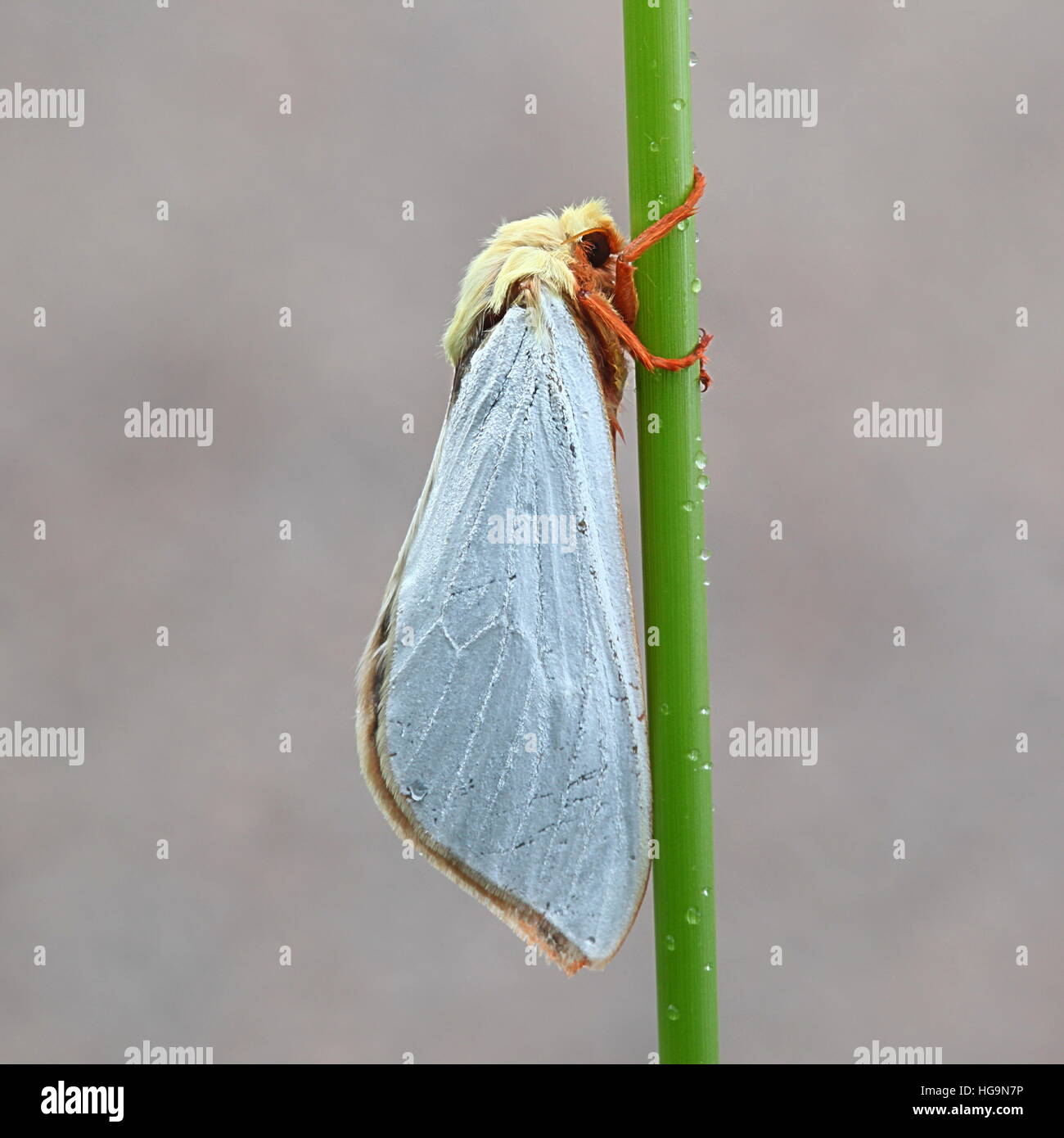 Ghost moth also known as the ghost swift Stock Photo - Alamy