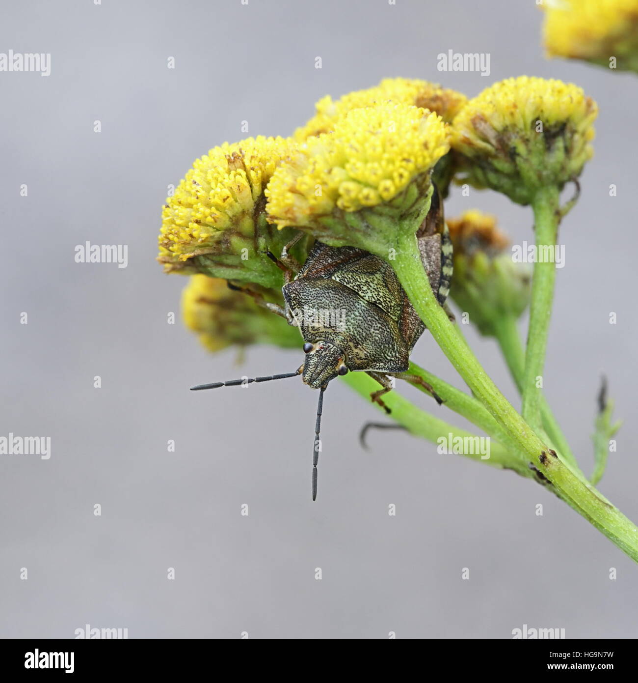 Shield bug and flowers of Tansy Stock Photo - Alamy