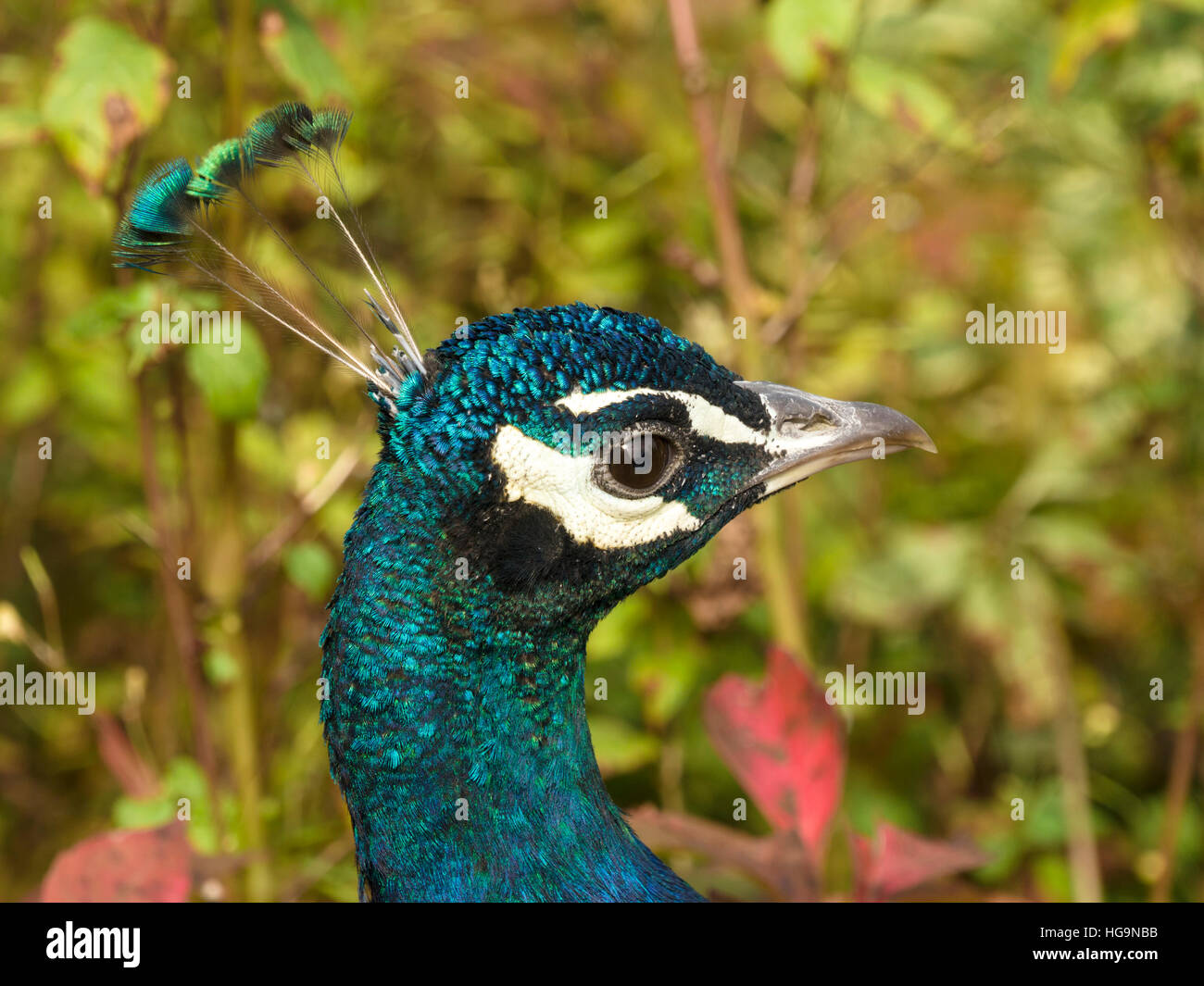 Closeup of Peacock head, UK Stock Photo - Alamy