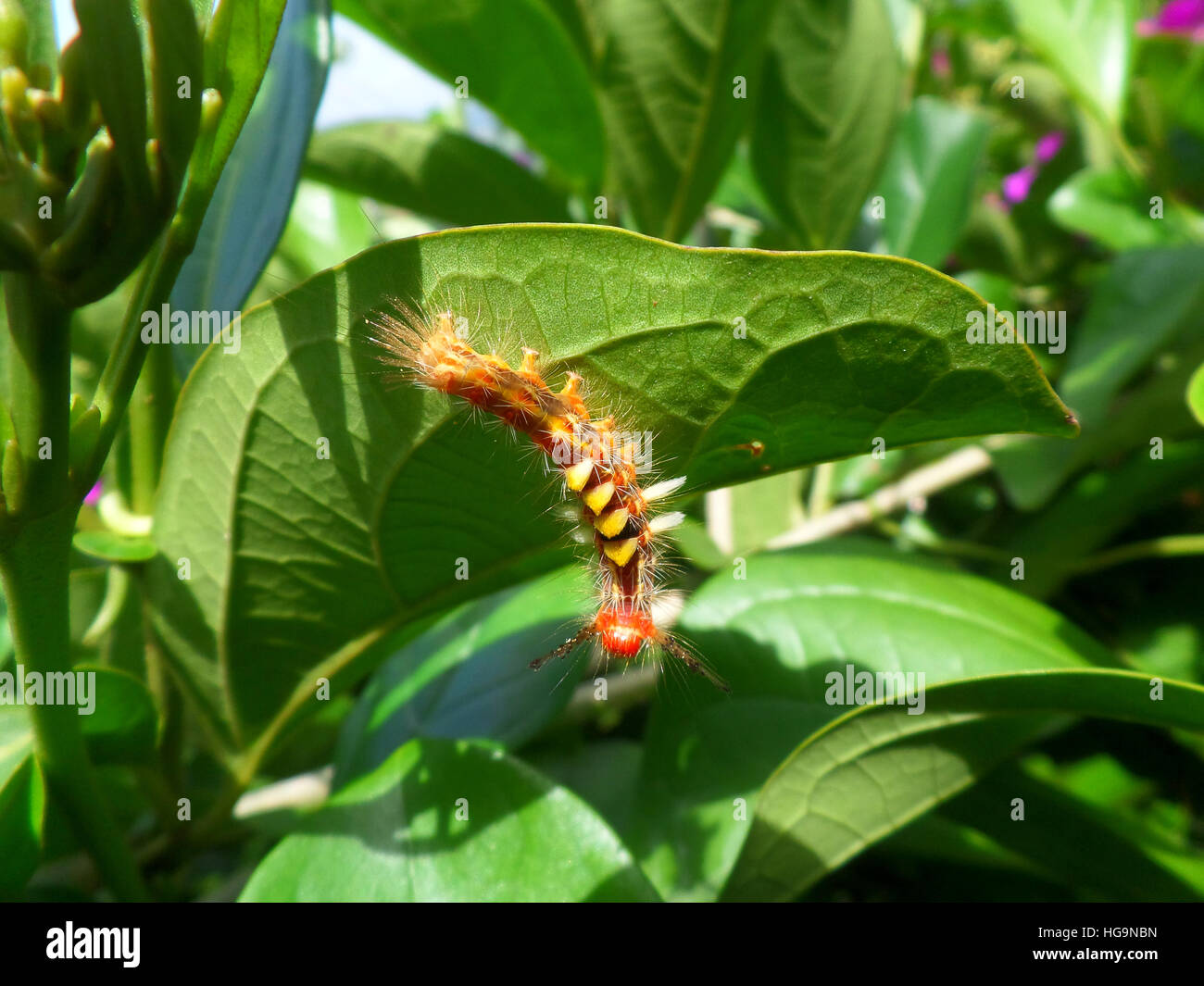 Close-up of one little red caterpillar climbing on the green leaf Stock ...