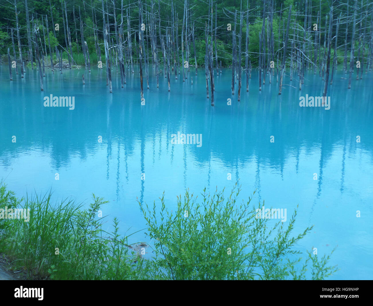 Beautiful blue water of Shirogane Aoi Ike or Blue Pond in Biei ...