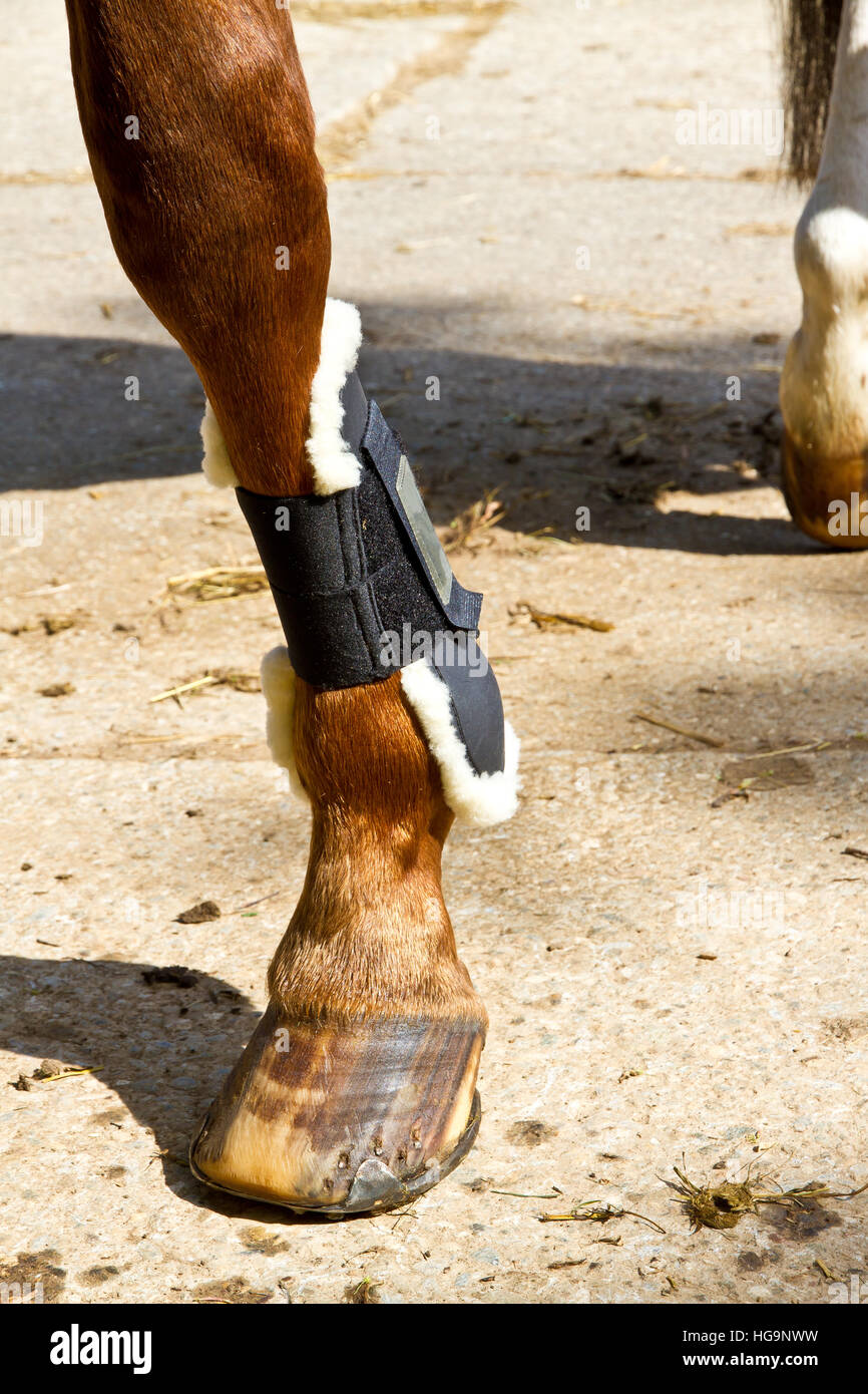 Horse Chestnuts On Legs