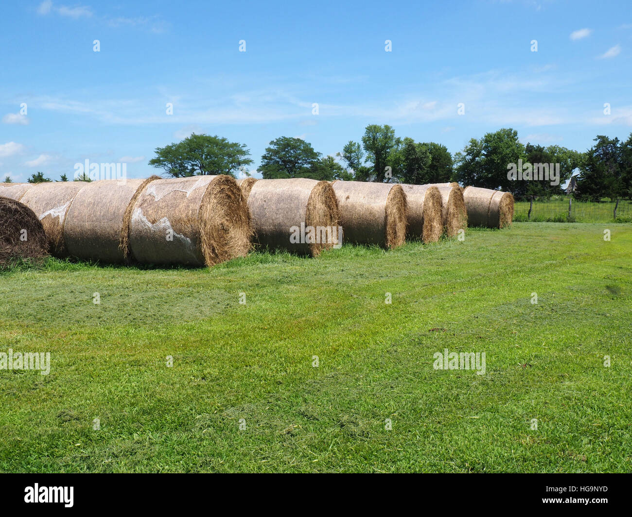 large round rolled hay bale used as animal fodder Stock Photo - Alamy