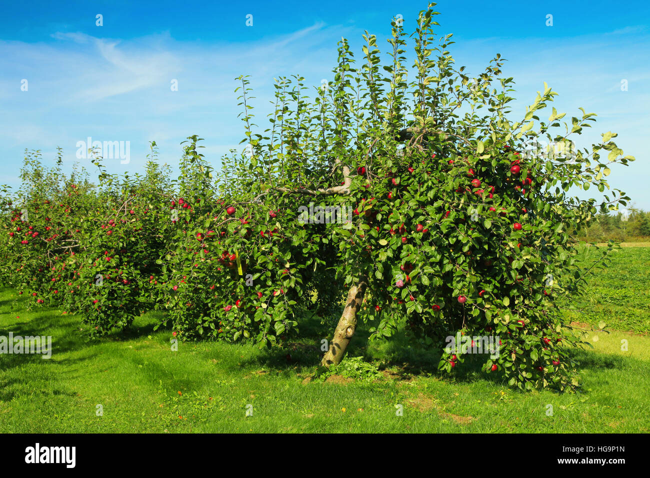 Apple trees bending down with the weight of the apple harvest. Inspired ...