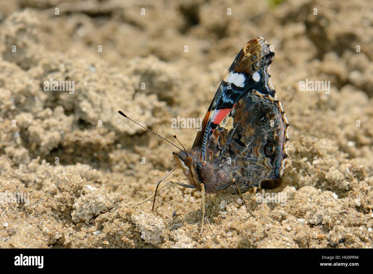 Butterflies on mud hi-res stock photography and images - Alamy
