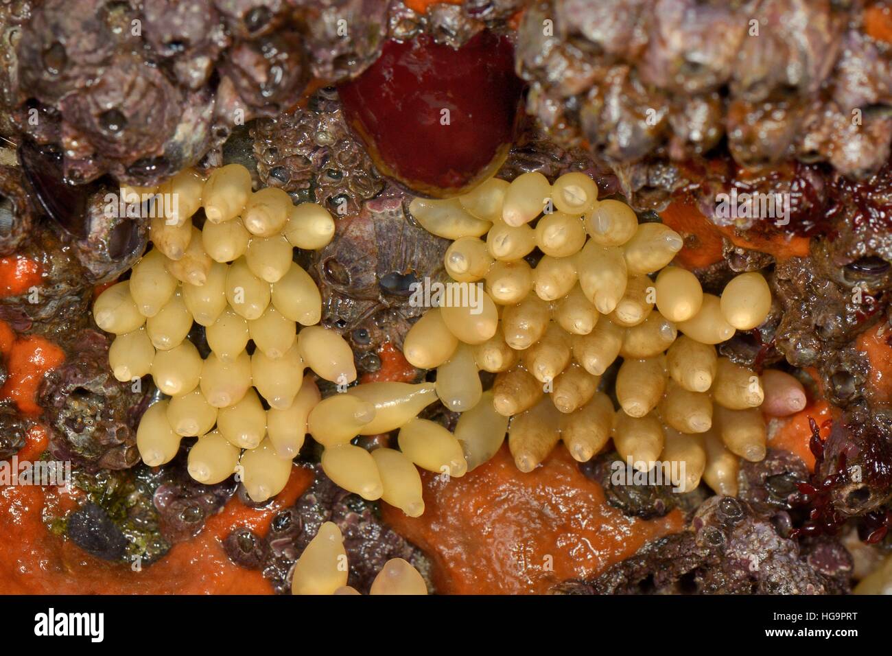 Whelk eggs hi-res stock photography and images - Alamy