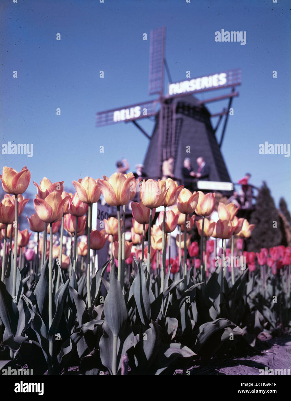 Holland michigan tulip festival hi-res stock photography and images - Alamy