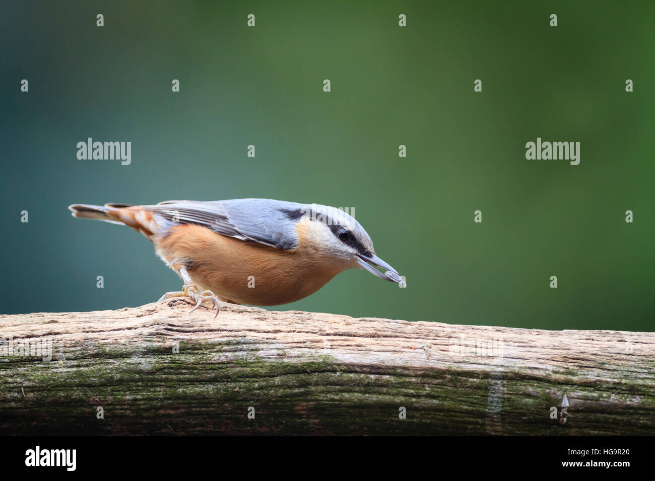 Eurasian nuthatches hi-res stock photography and images - Alamy