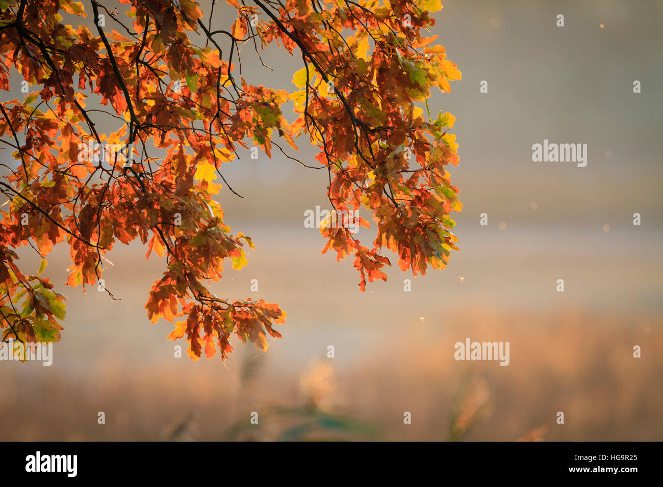 Pedunculate oak (Quercus robur) backlit by evening light. Milicz Ponds ...