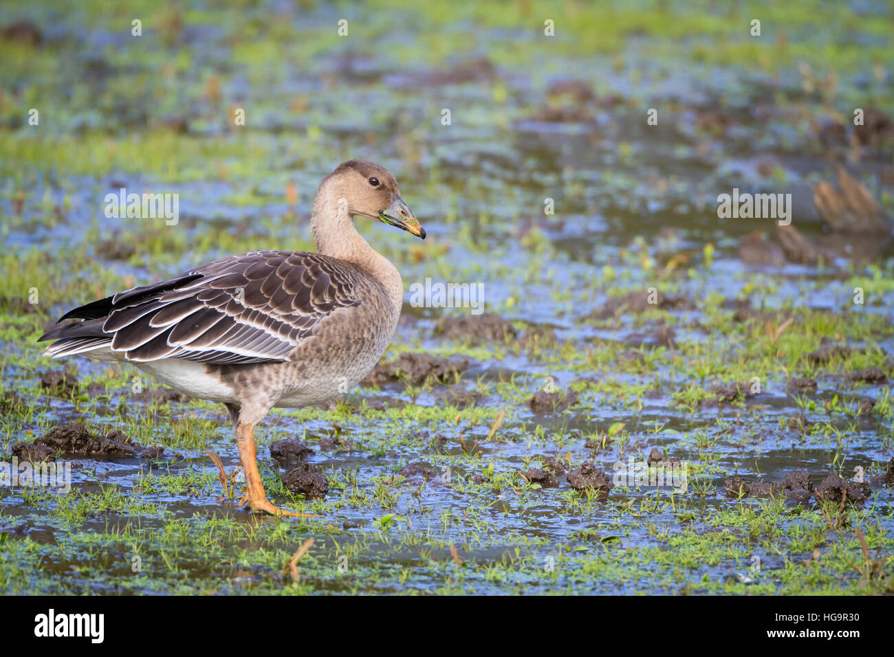 Bean Goose (Anser fabalis fabalis) feeding in habitat. Lower Silesia ...