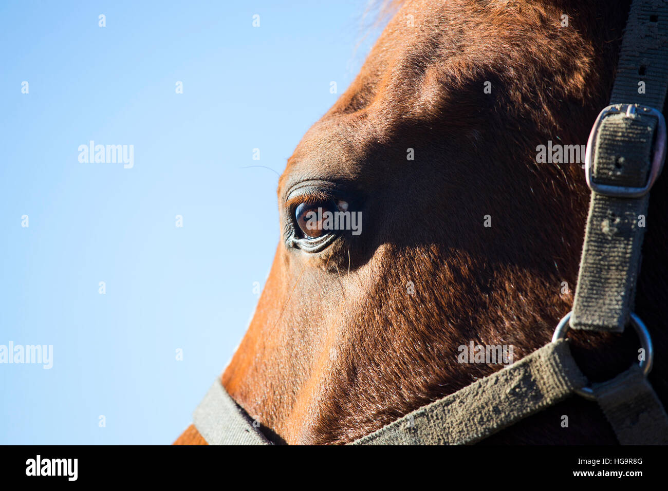 Vertical closeup of face and eyes of a purebred stallion. Check out my ...