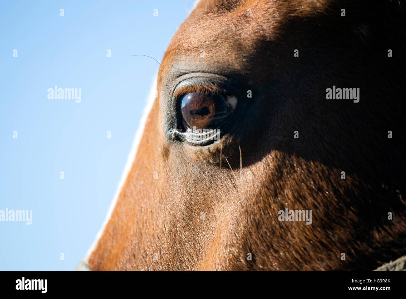 Beautiful shot horse silhouette hi-res stock photography and images - Alamy