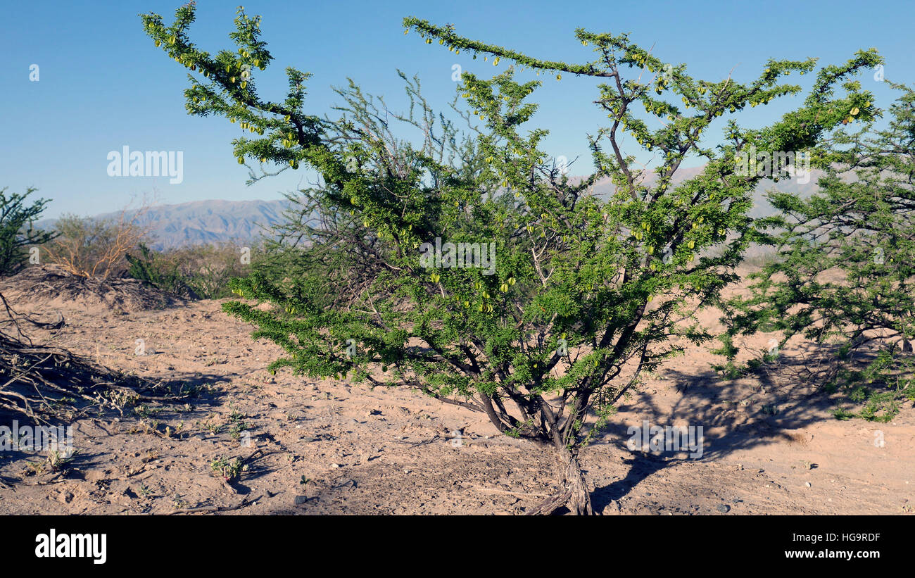 Desert Green Tree Stock Photo - Alamy