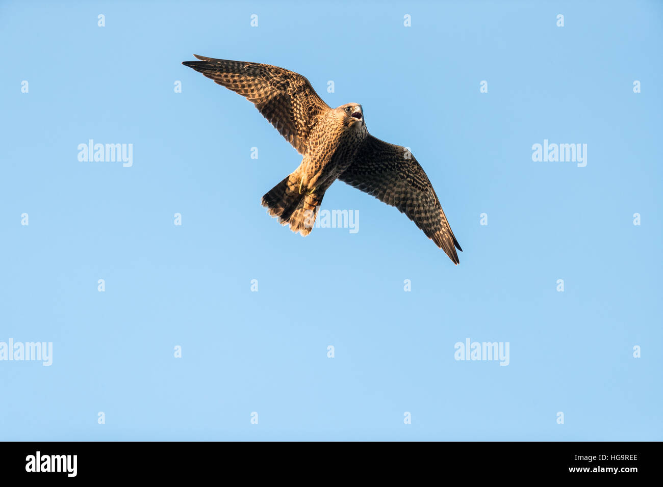 Peregrine Falcon (Falco peregrinus) flying by with its wings wide ...