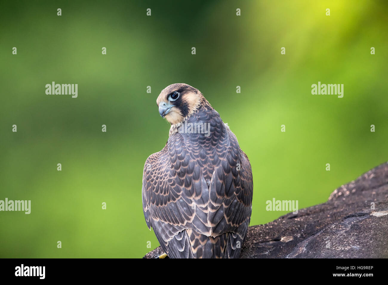 Fledgling Peregrine Falcon perched on a cliff withgreen background ...