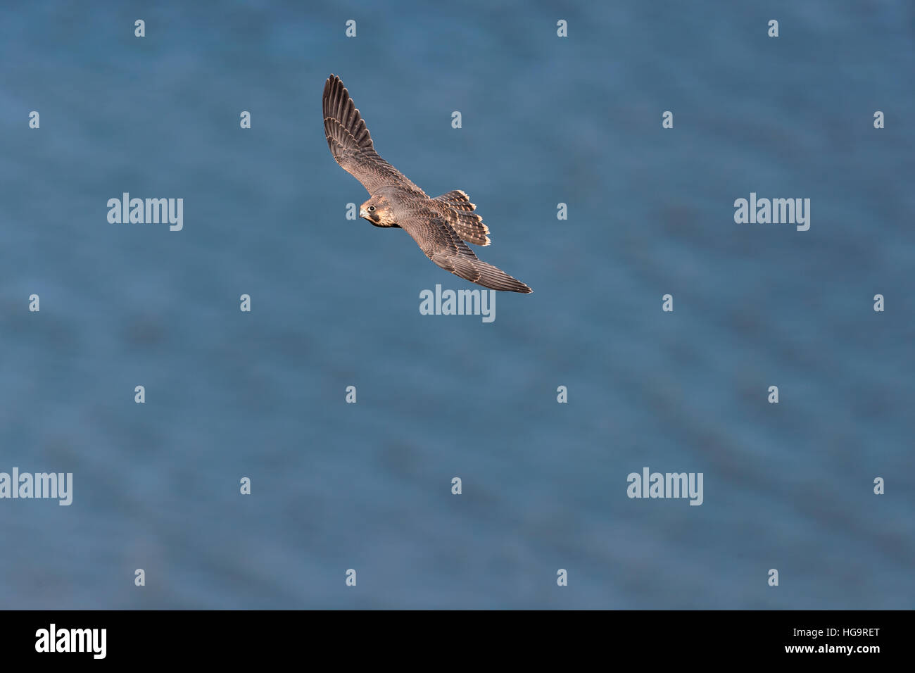 Peregrine Falcon (Falco peregrinus) flying by with its wings wide ...