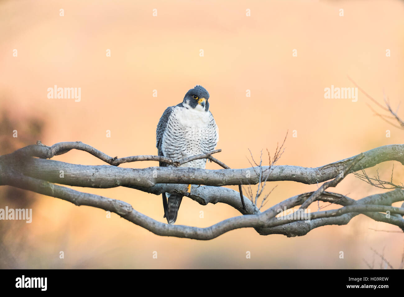 Peregrine Falcon perched on a weathered tree on the cliffs at the ...