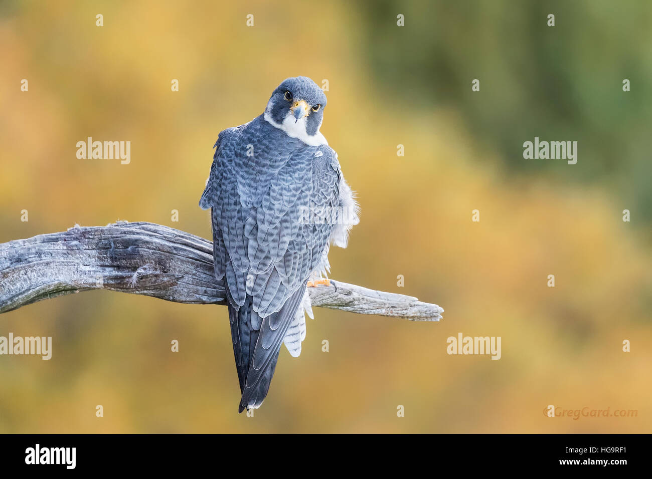 Peregrine falcon in tree hi-res stock photography and images - Alamy