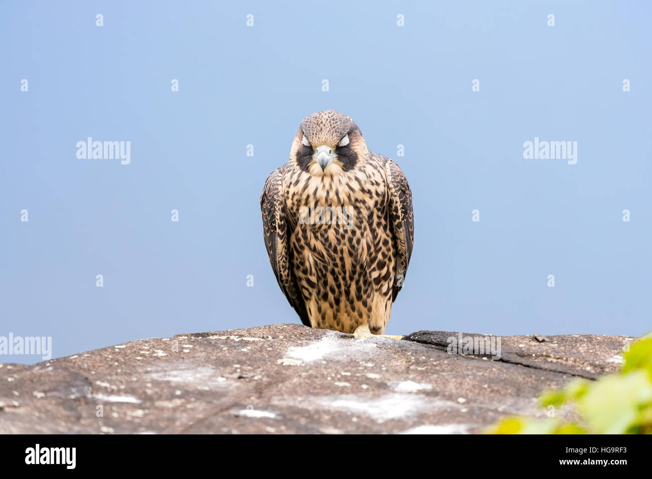 Fledgling Peregrine Falcon sleeping on the edge of a cliff Stock Photo ...